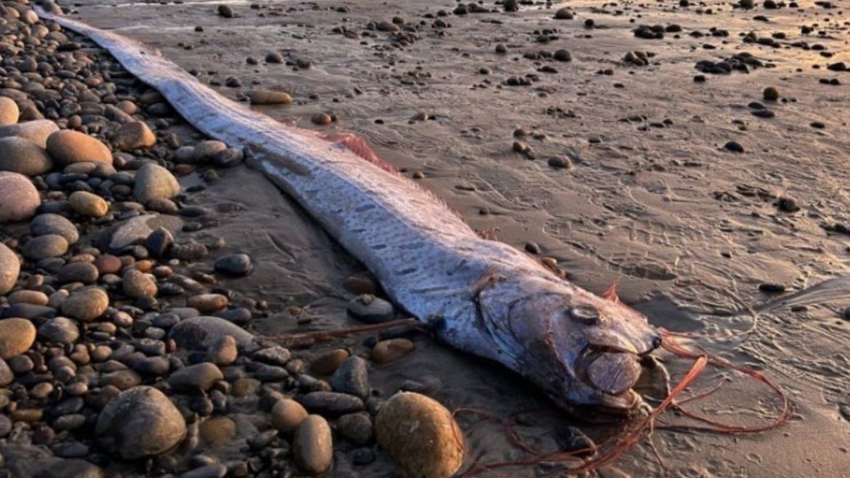 Apareció un pez muerto en California que presagia el fin del mundo