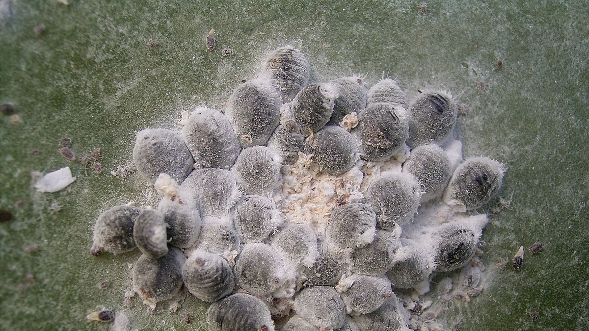 Cochinillas, los insectos triturados que vienen en la comida y nadie sabía