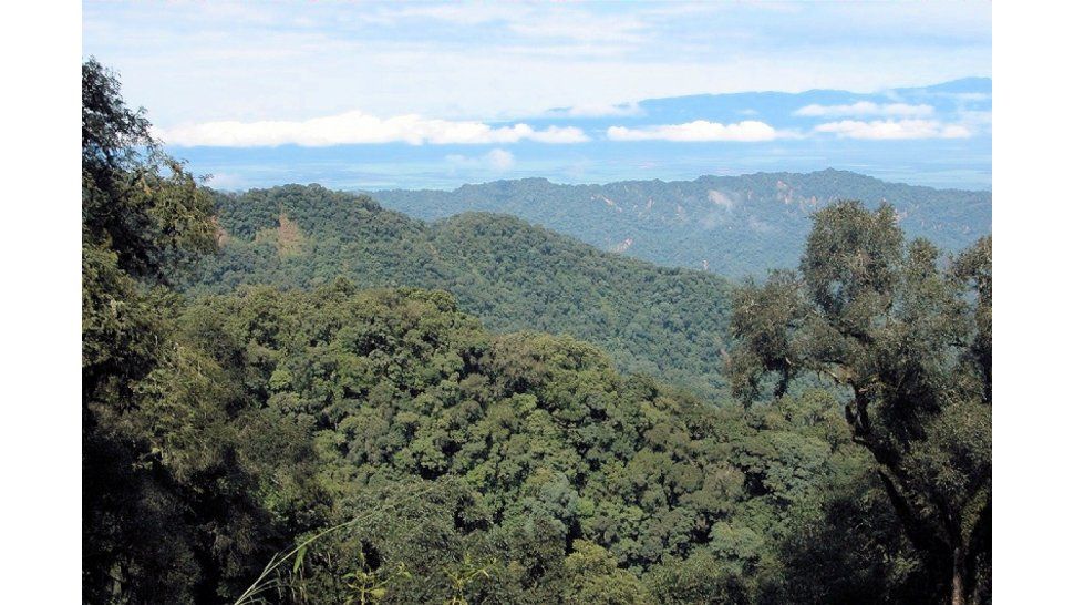 Convocatoria para manejo y conservación de bosques nativos