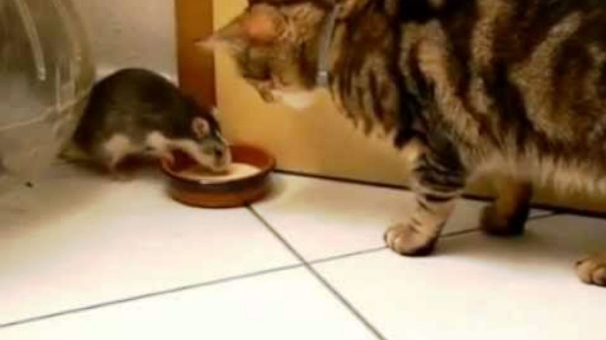 Como gato y ratón: Una increíble amistad en el reino animal