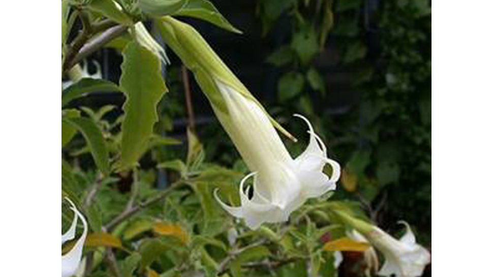 ¿Qué sabemos de la Burundanga?