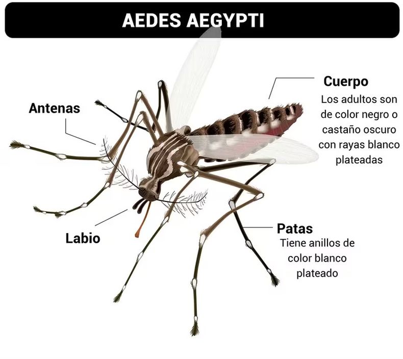 Dengue: cuál es el horario donde más pica el Aedes Aegypti