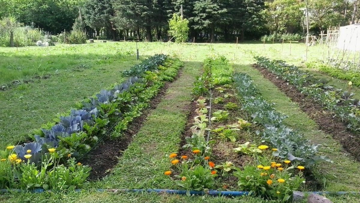 Huerta: consejos útiles para producirlas en casa