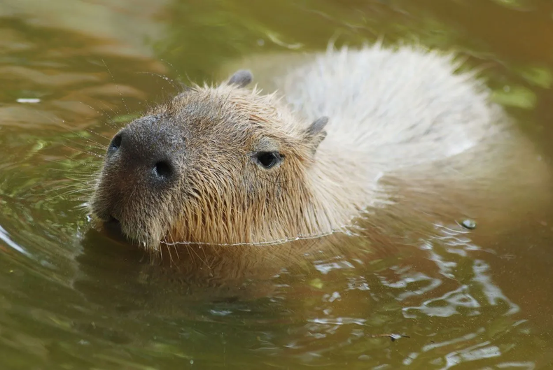 Qué hacer si te cruzas con un carpincho o capibara en Jujuy