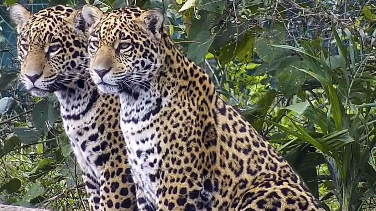 Día Mundial del Yaguareté: quedan 250 ejemplares en Argentina