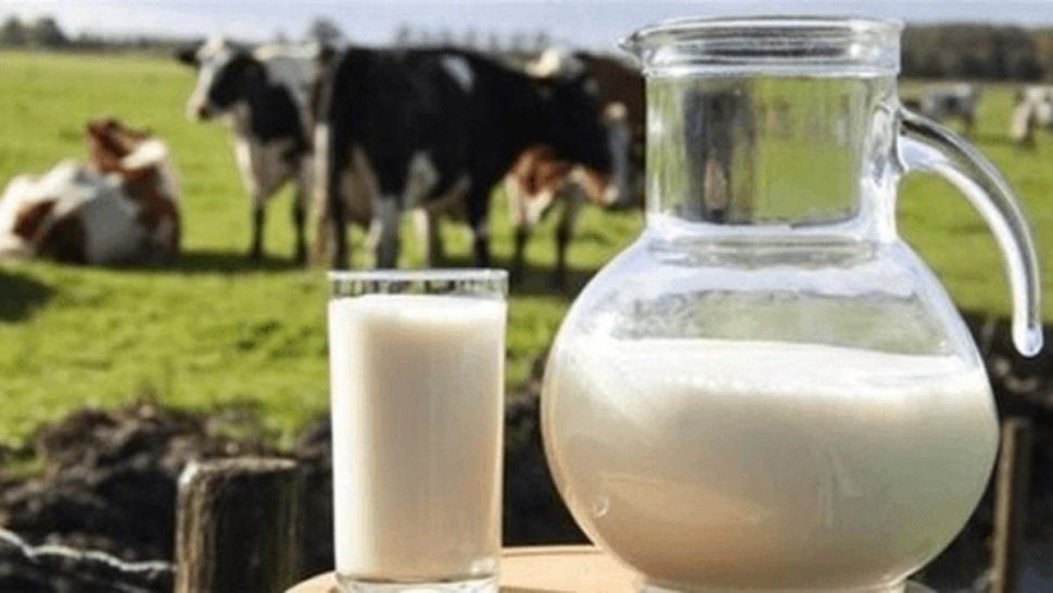 La leche de vaca es para el ternero