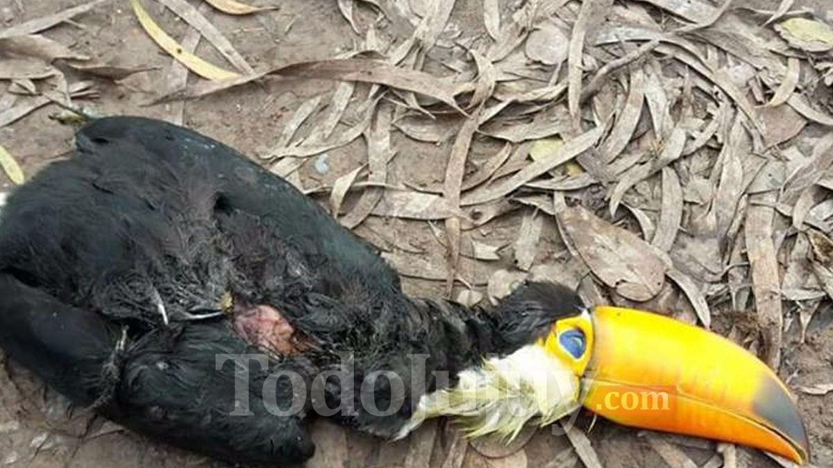 ¡Salvajes! Mataron de un tiro a un tucán