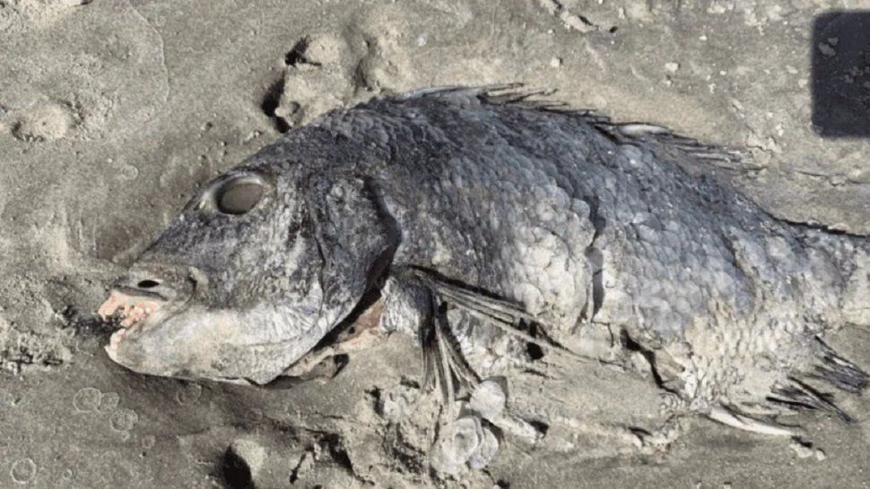 Caminaba por la playa y encontró un pescado con dientes humanos