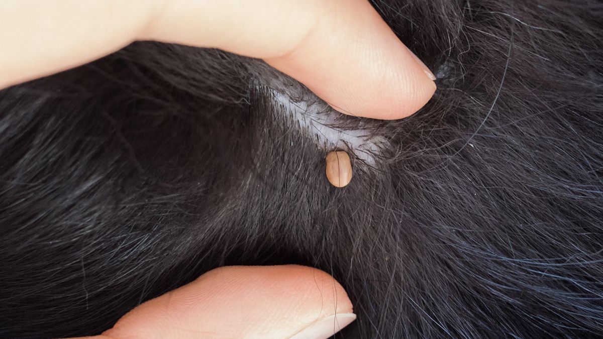 Qué pasa si a una persona le pican garrapatas