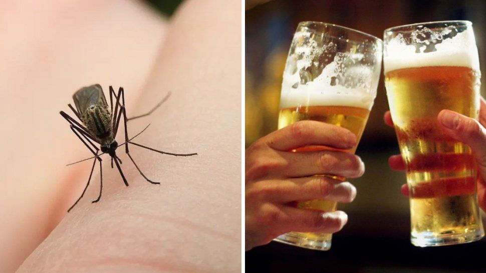 Los mosquitos eligen: pican a los cerveceros y evitan a los que no se bañan