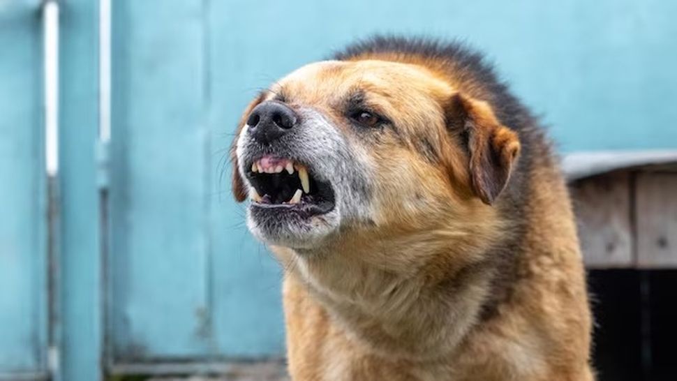 Trucos y recomendaciones para prevenir la rabia en perros