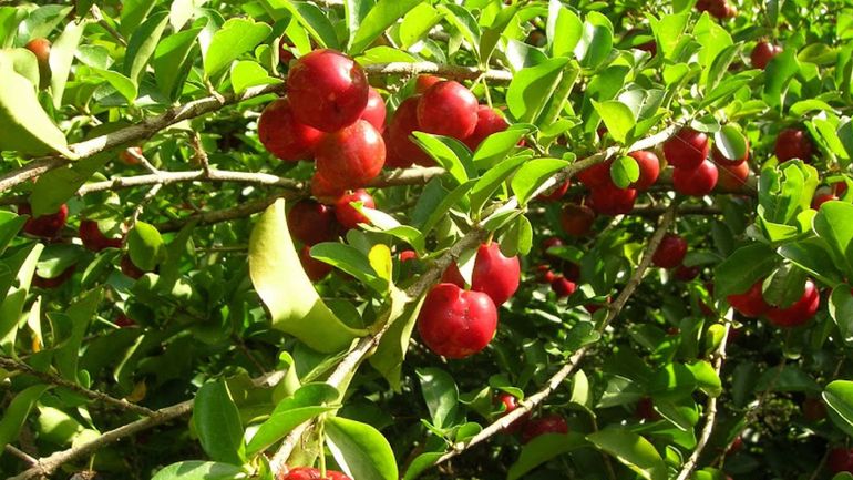 Acerola, la fruta con mayor cantidad de vitamina C del mundo