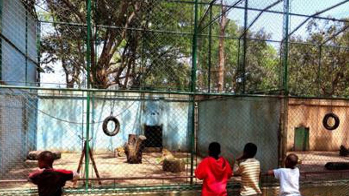 Trágica historia de un zoológico en Mozambique