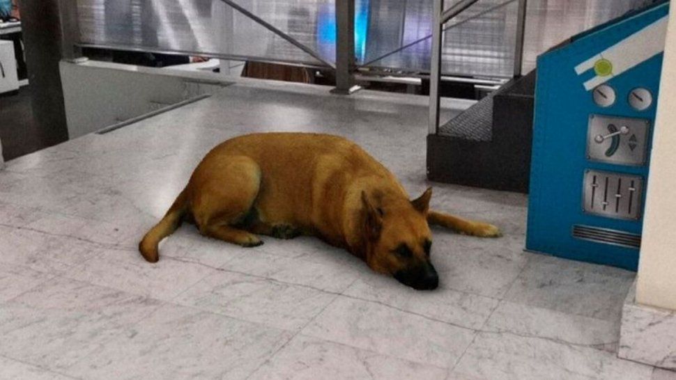 El nuevo filtro de perro que causa furor en instagram