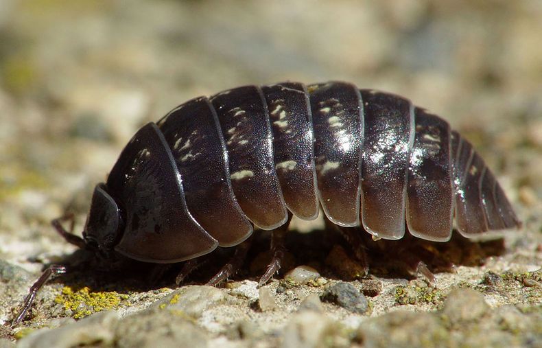 El increíble poder del bicho bolita que desconocías
