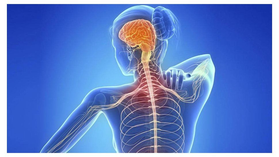 Esclerosis múltiple: descubren un mecanismo molecular que podría ...