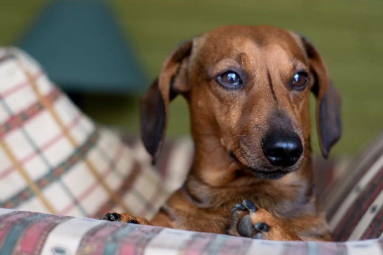 Día del perro salchicha, la raza que roba corazones