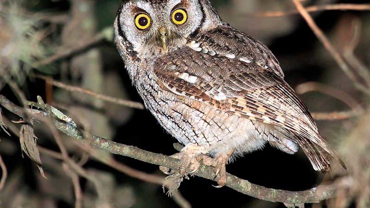 ¿Mal presagio? Descubrí el verdadero significado del canto de la lechuza