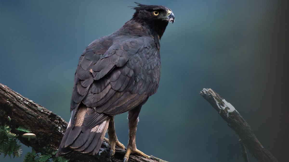 Declararon al Águila Poma como Monumento Natural Provincial de Jujuy
